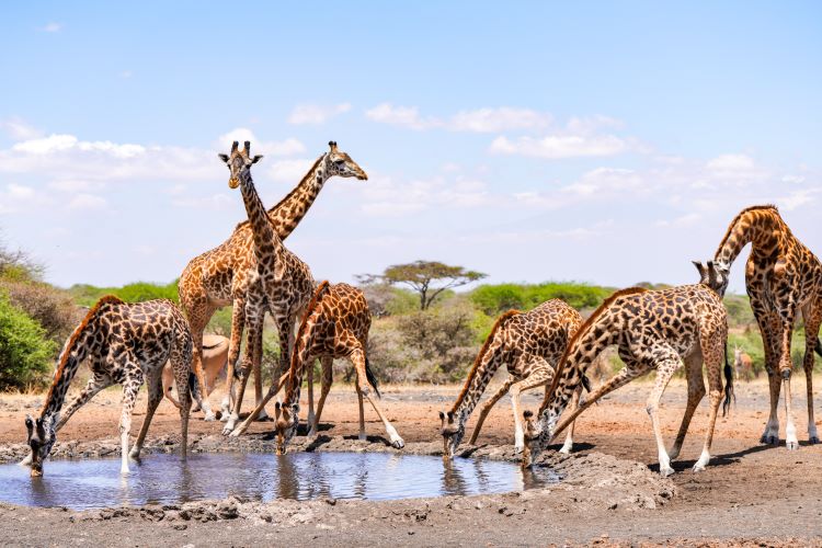 Giraffe Safari - 10 Best Places to See Giraffes