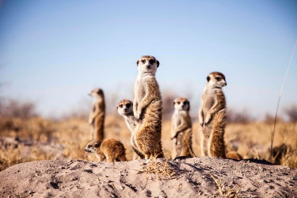 The A-Z guide to safari animals - Aardvark Safaris